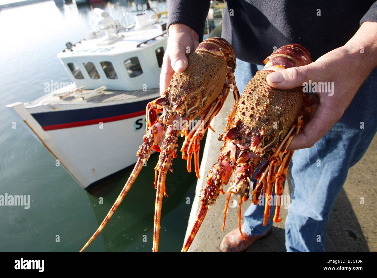 Crayfish landed at Newlyn fish market West Cornwall Stock Photo - Alamy