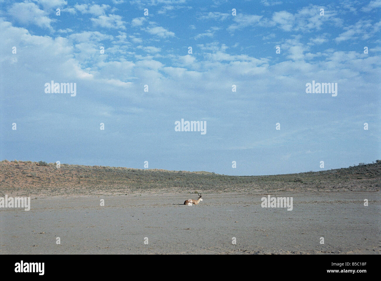 South Africa, Northern Cape, Buck in arid landscape Stock Photo - Alamy