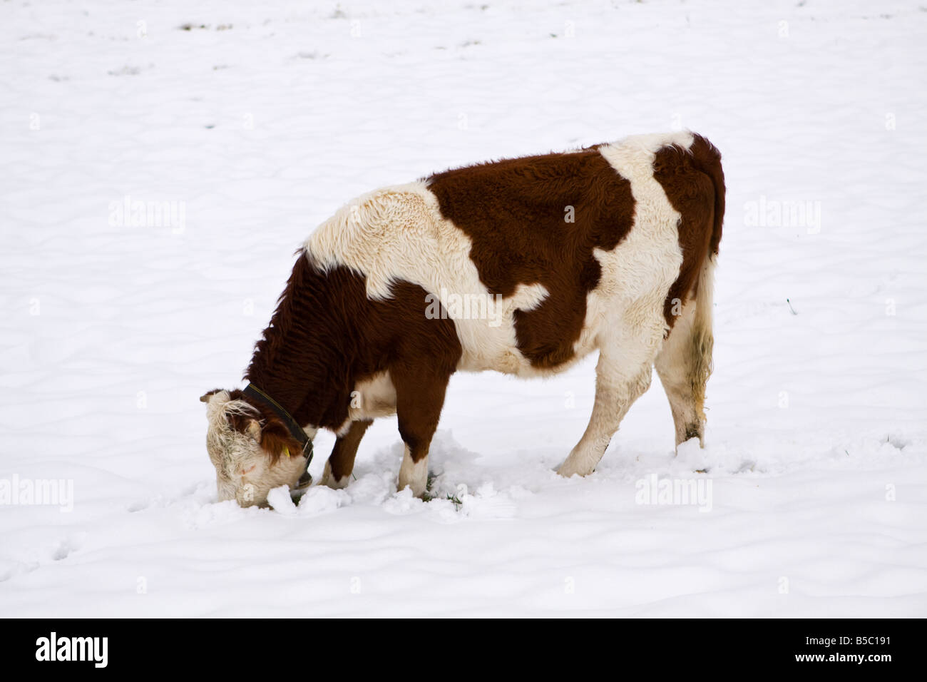 A Cow Looking for Food in the Snow in Switzerland Stock Photo - Alamy