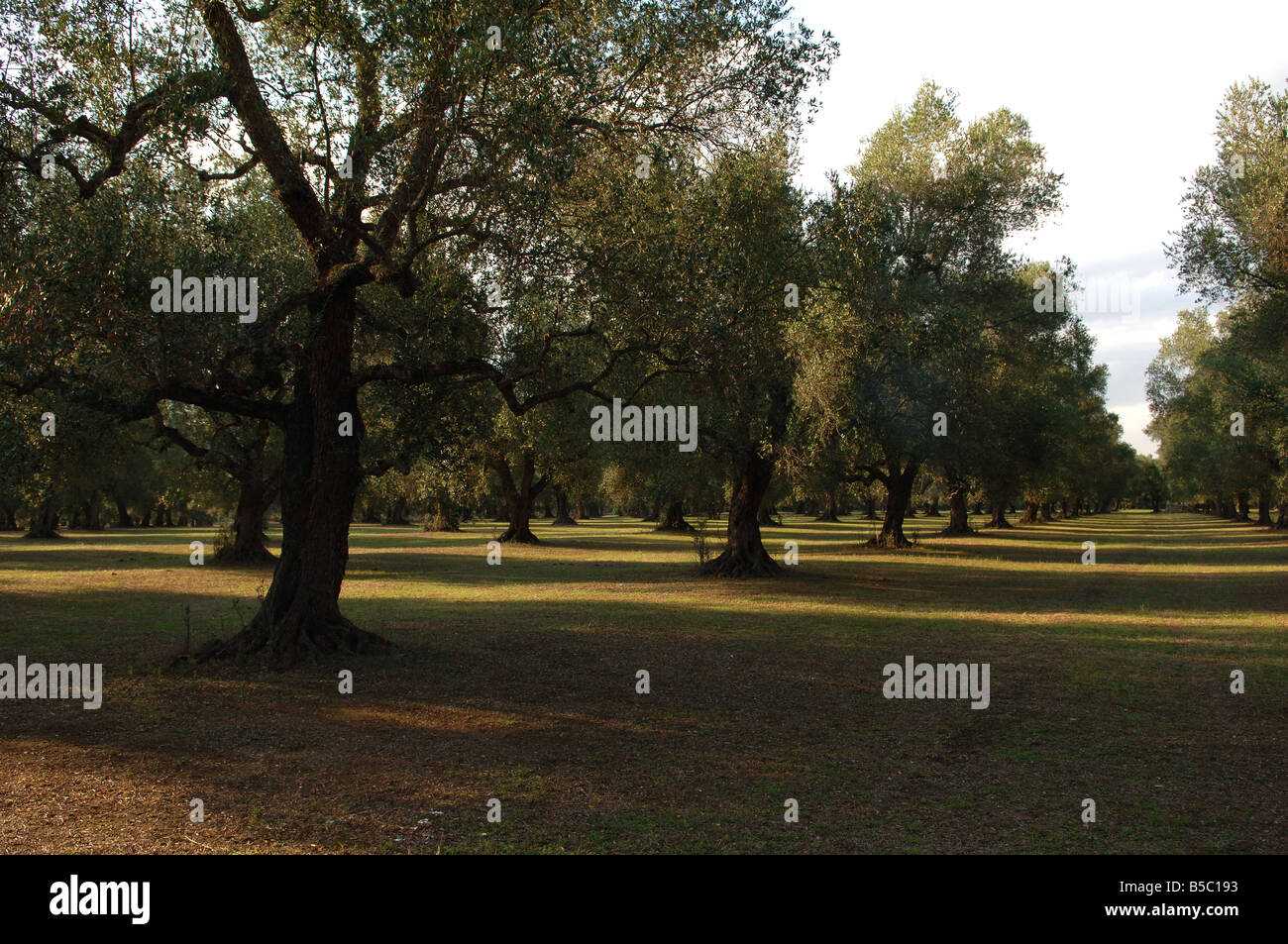 Olives growing in olive grove Tuscany italy Stock Photo - Alamy