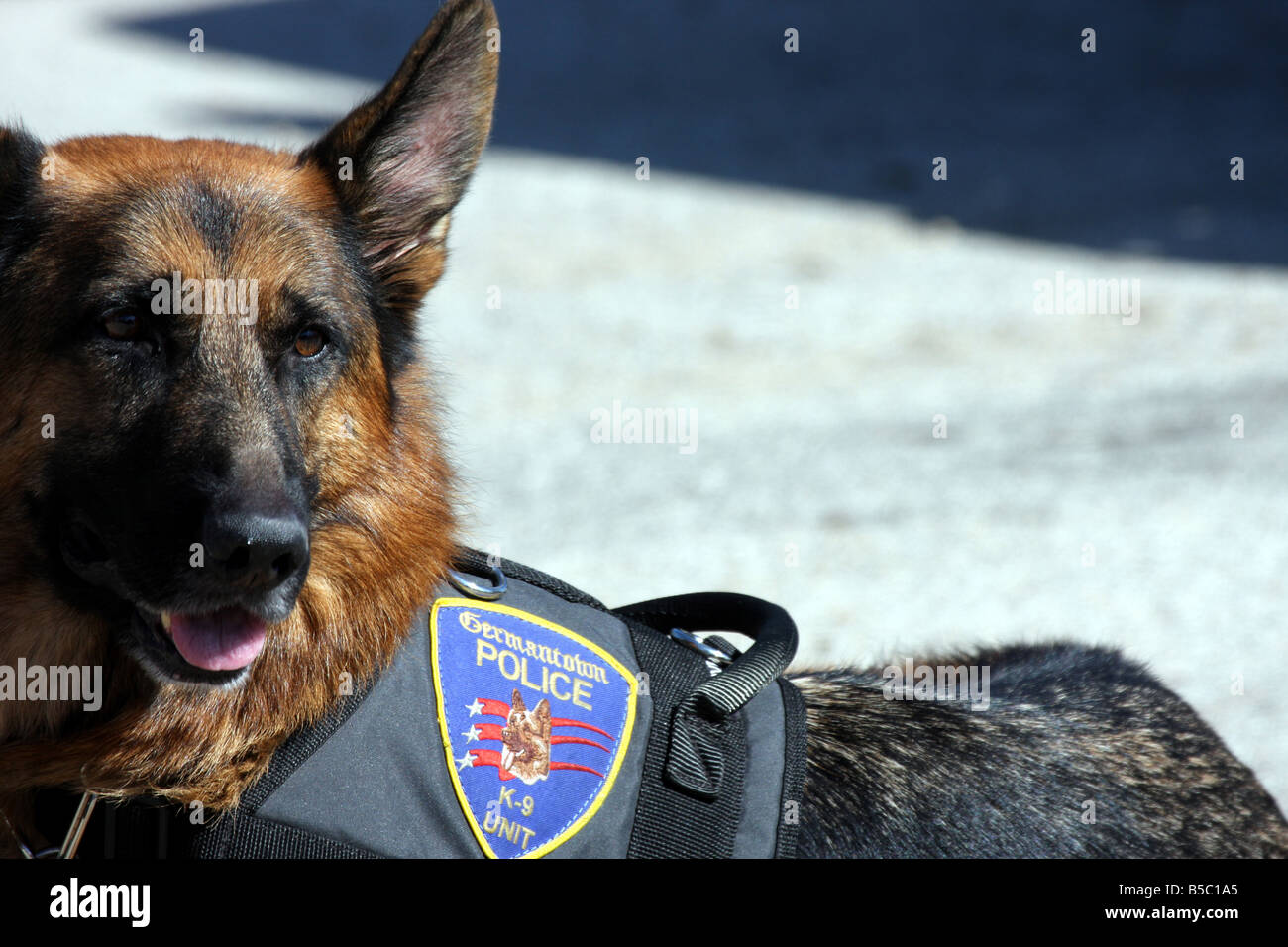 K 9 officer Bosco the German Shepherd dog that sniffs for drugs ...