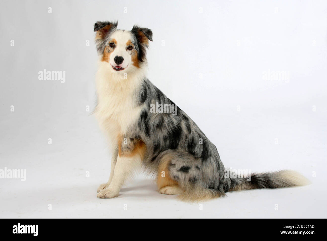 Australian Shepherd blue merle side Stock Photo - Alamy
