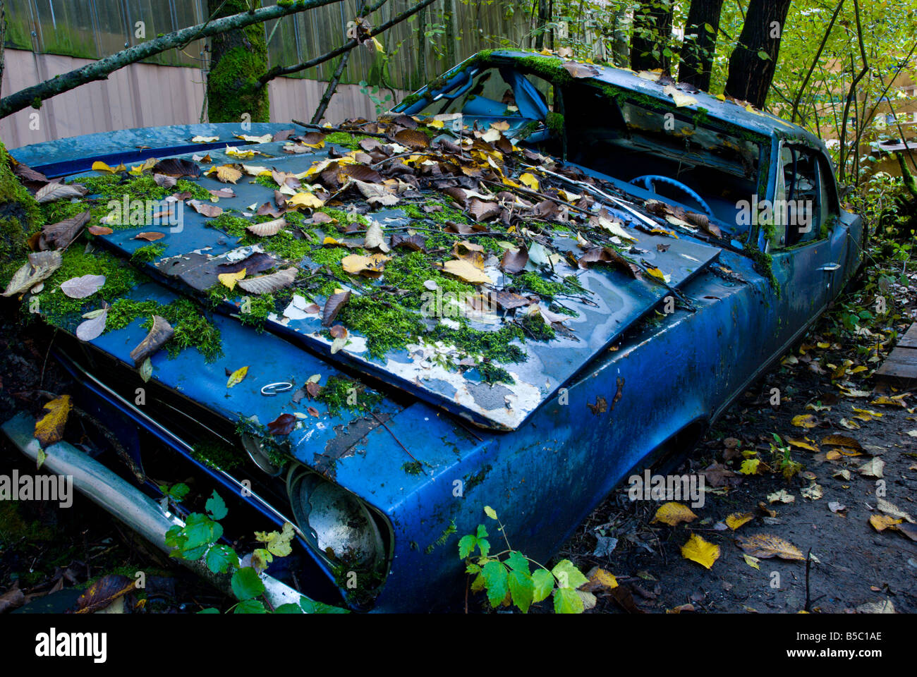 A tree grows around the fender of a car in a junkyard Autofriedhof ...