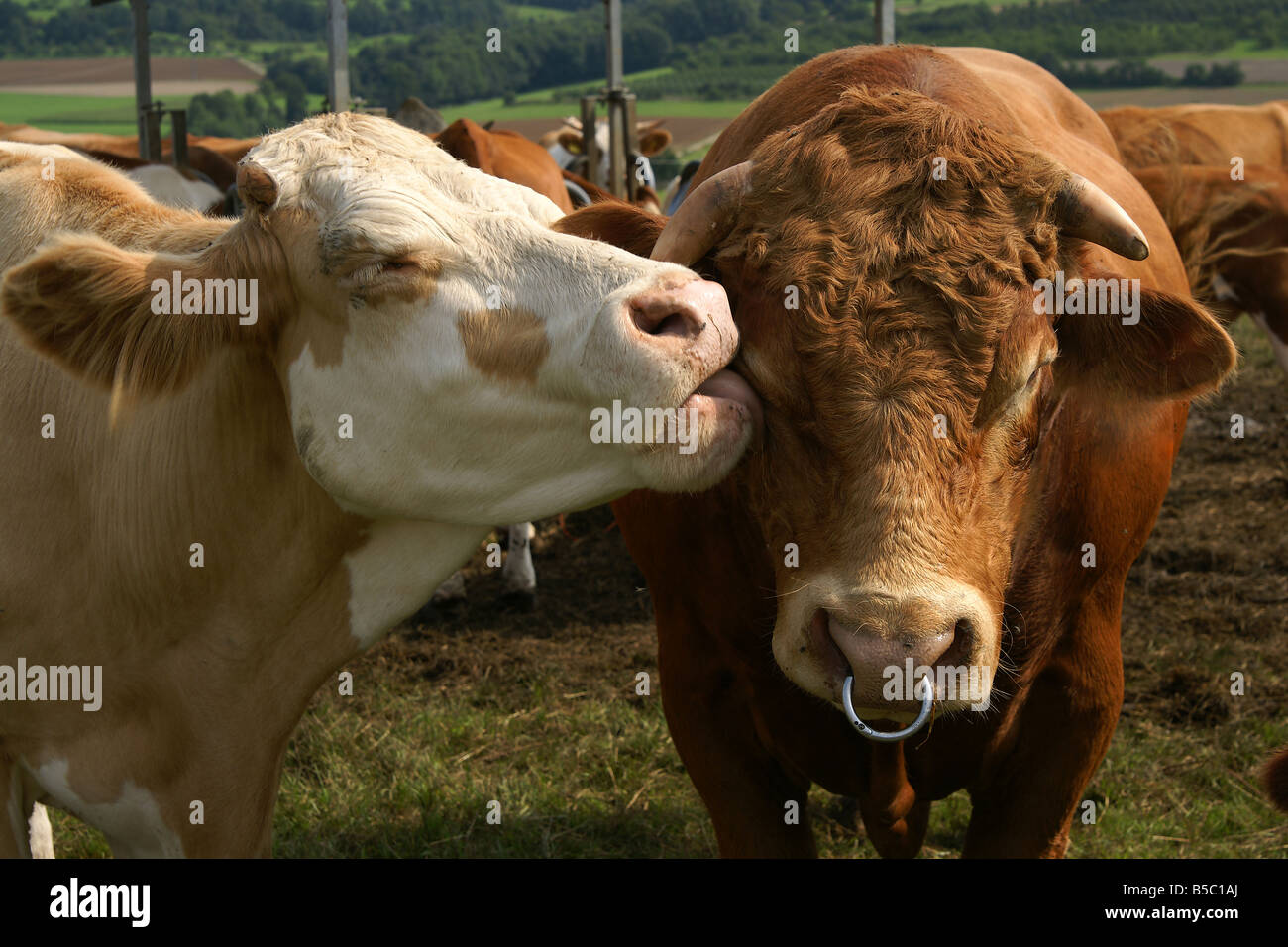 Cow licking bull Stock Photo - Alamy