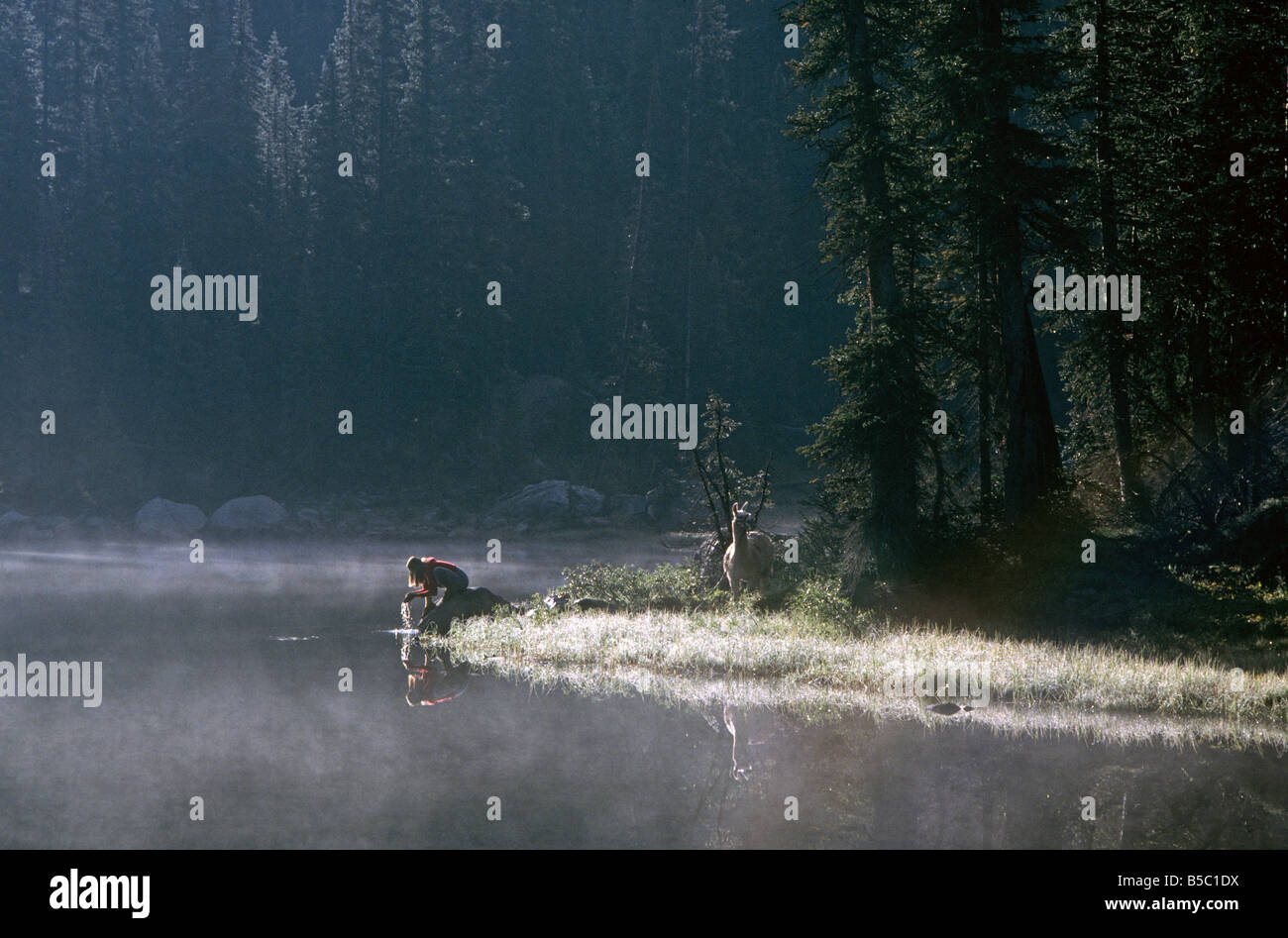 A female hiker and her llama wash in a high mountain lake in early ...