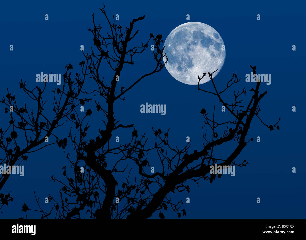 Branches and moon hi-res stock photography and images - Alamy