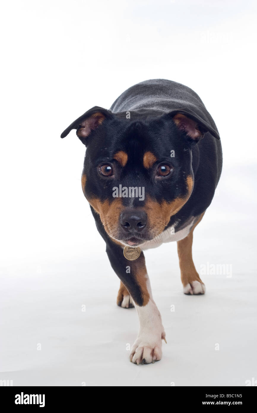 Can 3 Legged Dogs Jump