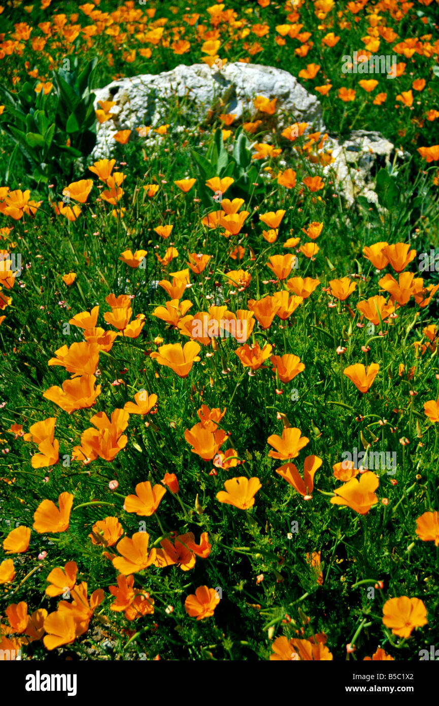 Flowering Californian Poppy Eschscholzia Stock Photo - Alamy