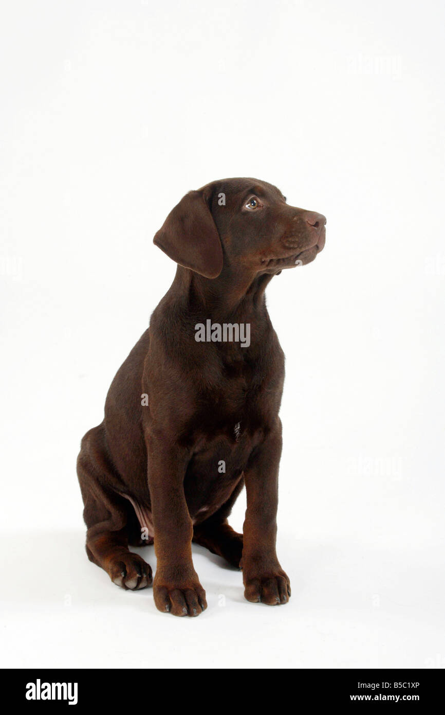 Labrador Retriever puppy 11 weeks Stock Photo - Alamy