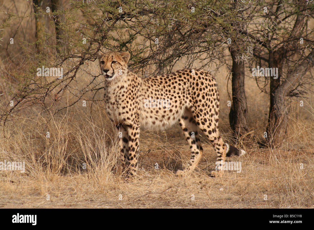 Captive cheetah hi-res stock photography and images - Alamy