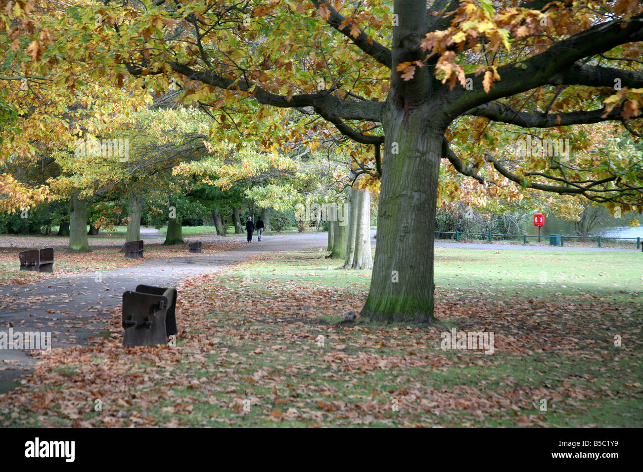 Autumn leaves and trees in park, London, United Kingdom Stock Photo - Alamy