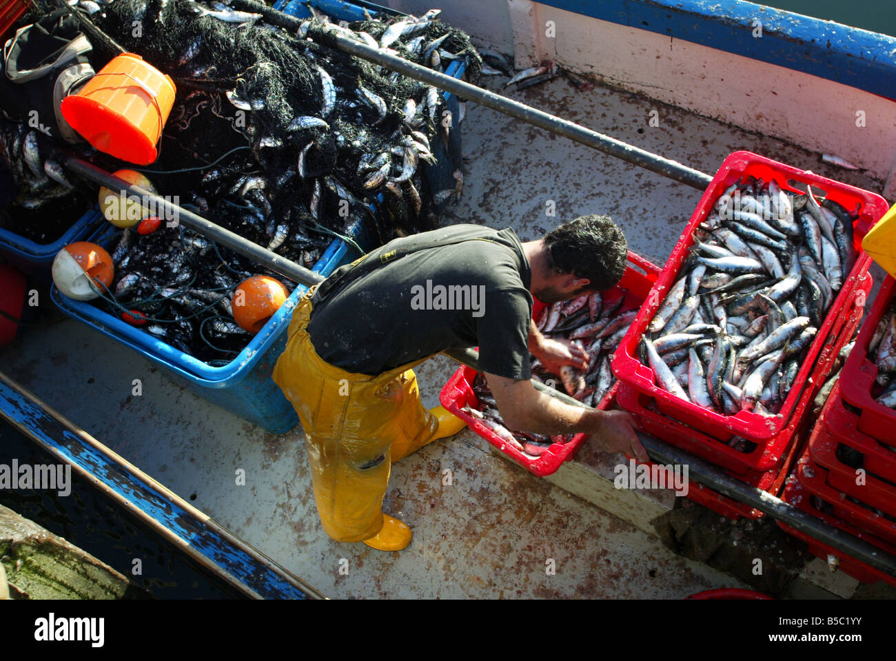 Landing sardines at Newlyn fish market West Cornwall Stock Photo - Alamy