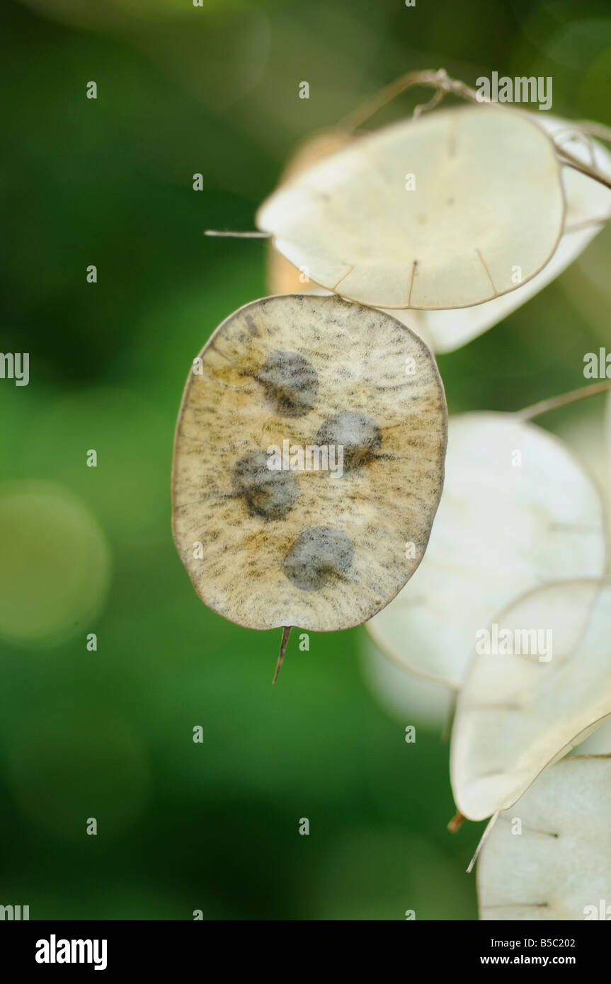 Lunaria annua seeds hi-res stock photography and images - Alamy