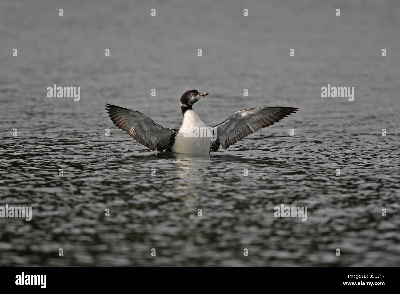Common loon feather hi-res stock photography and images - Alamy
