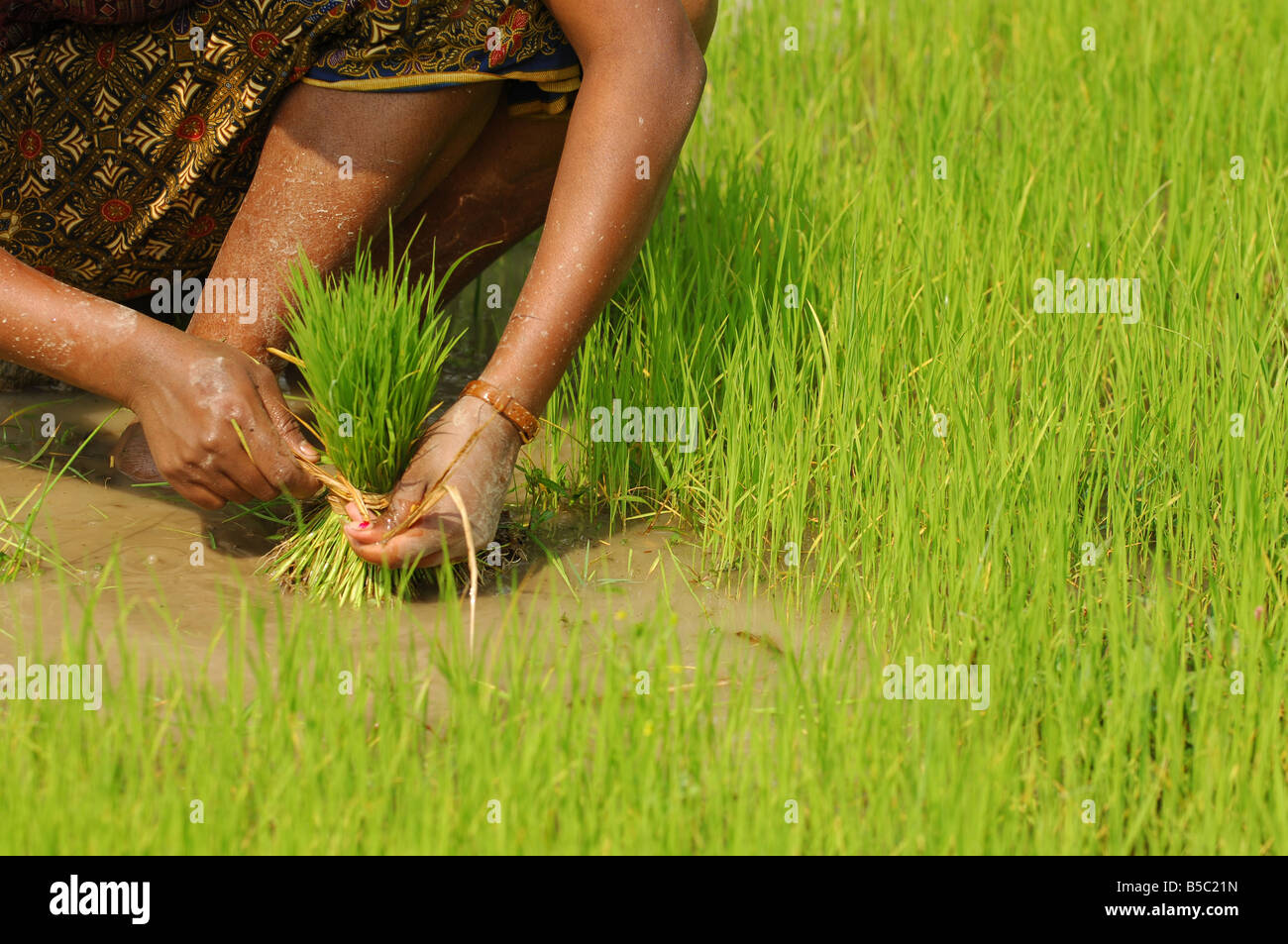 Transplanting rice in a padi field in the hills of Nepal Stock Photo ...