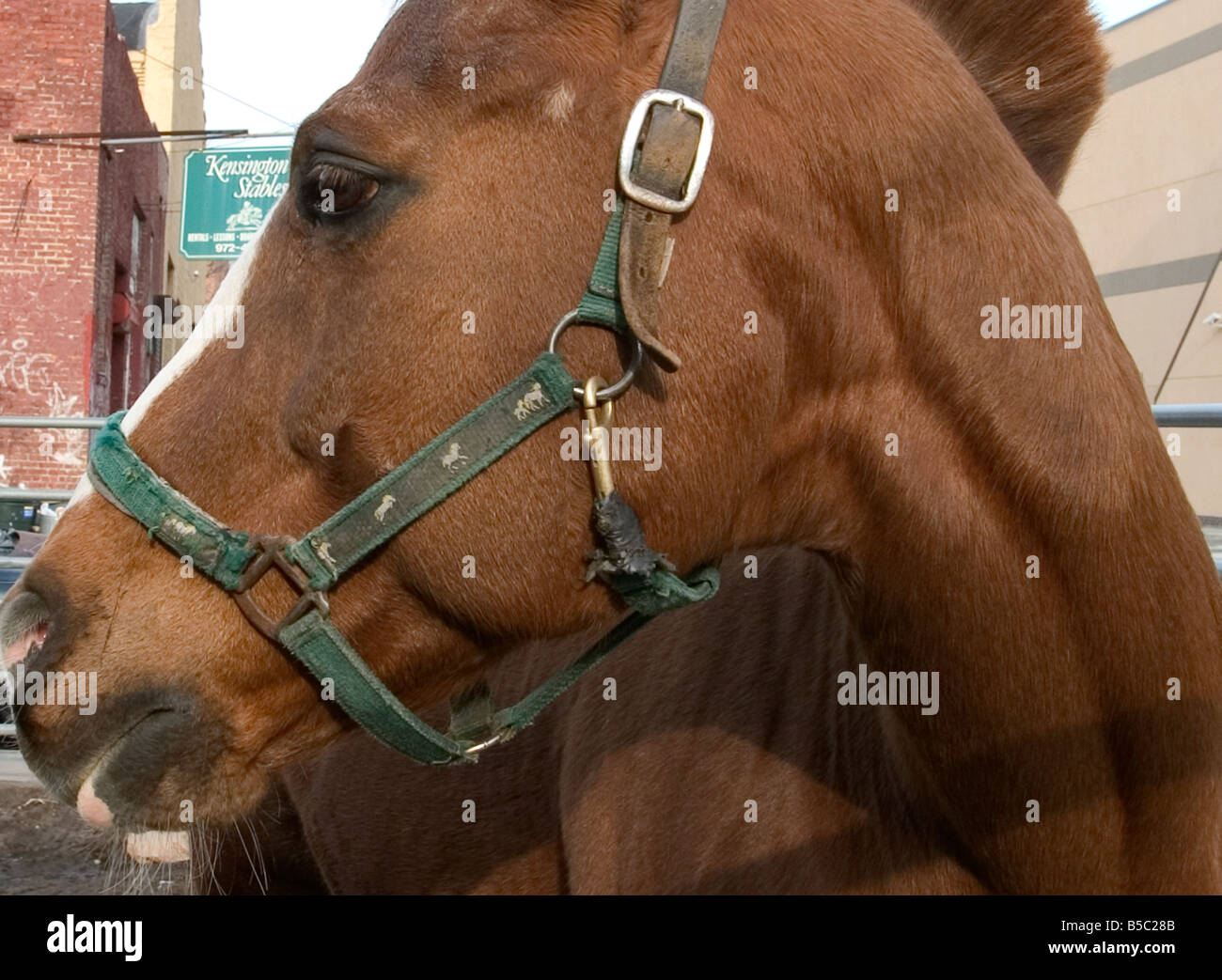 Head horse in profile hi-res stock photography and images - Alamy
