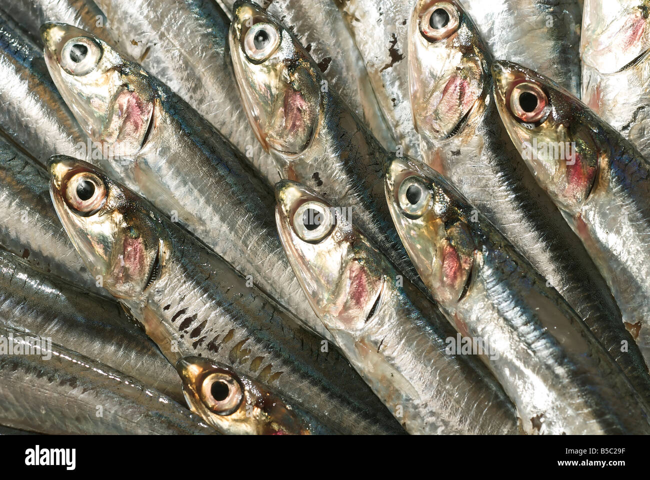 Catching sardines hi-res stock photography and images - Alamy