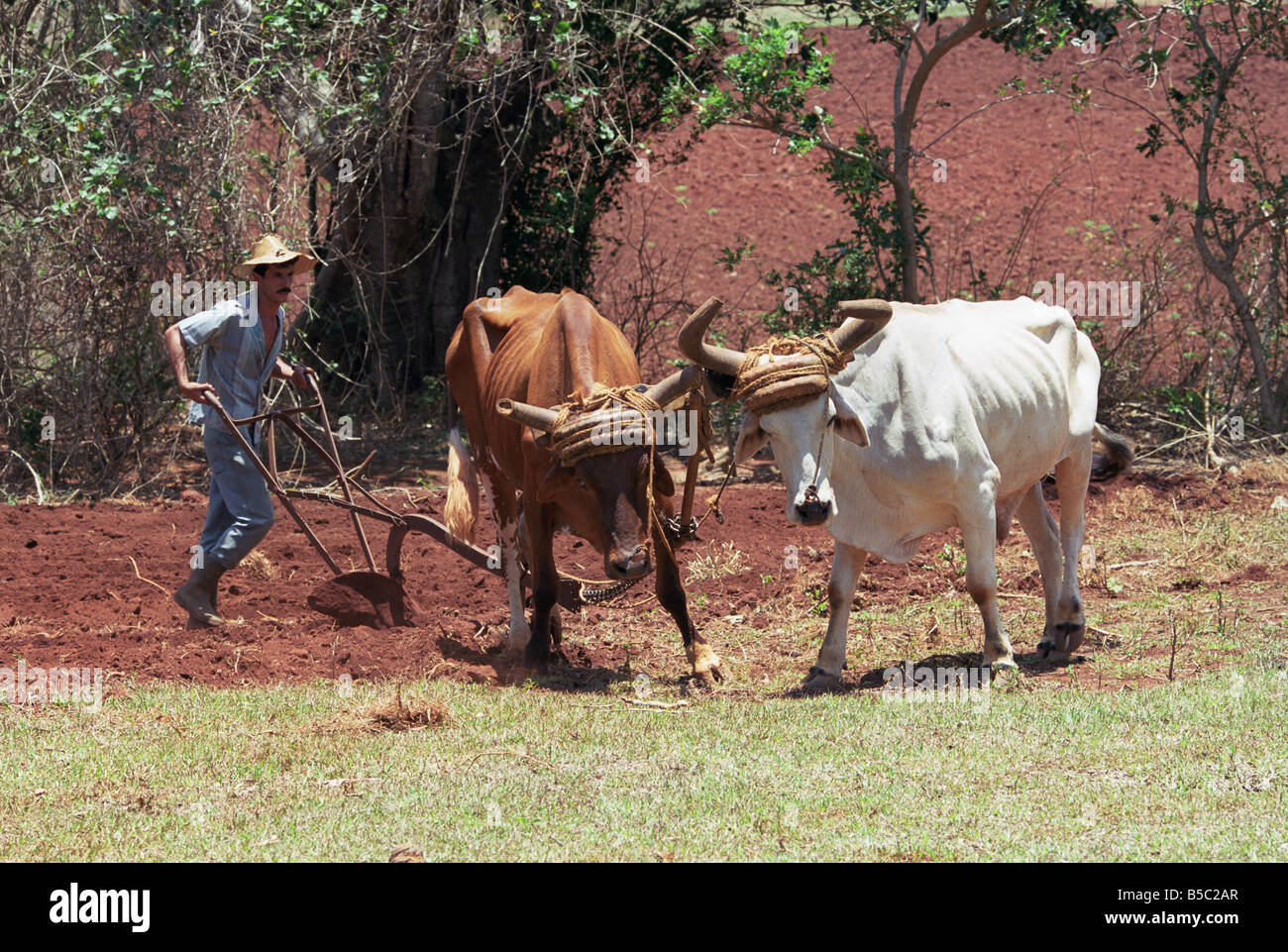 Plowing bulls hi-res stock photography and images - Alamy