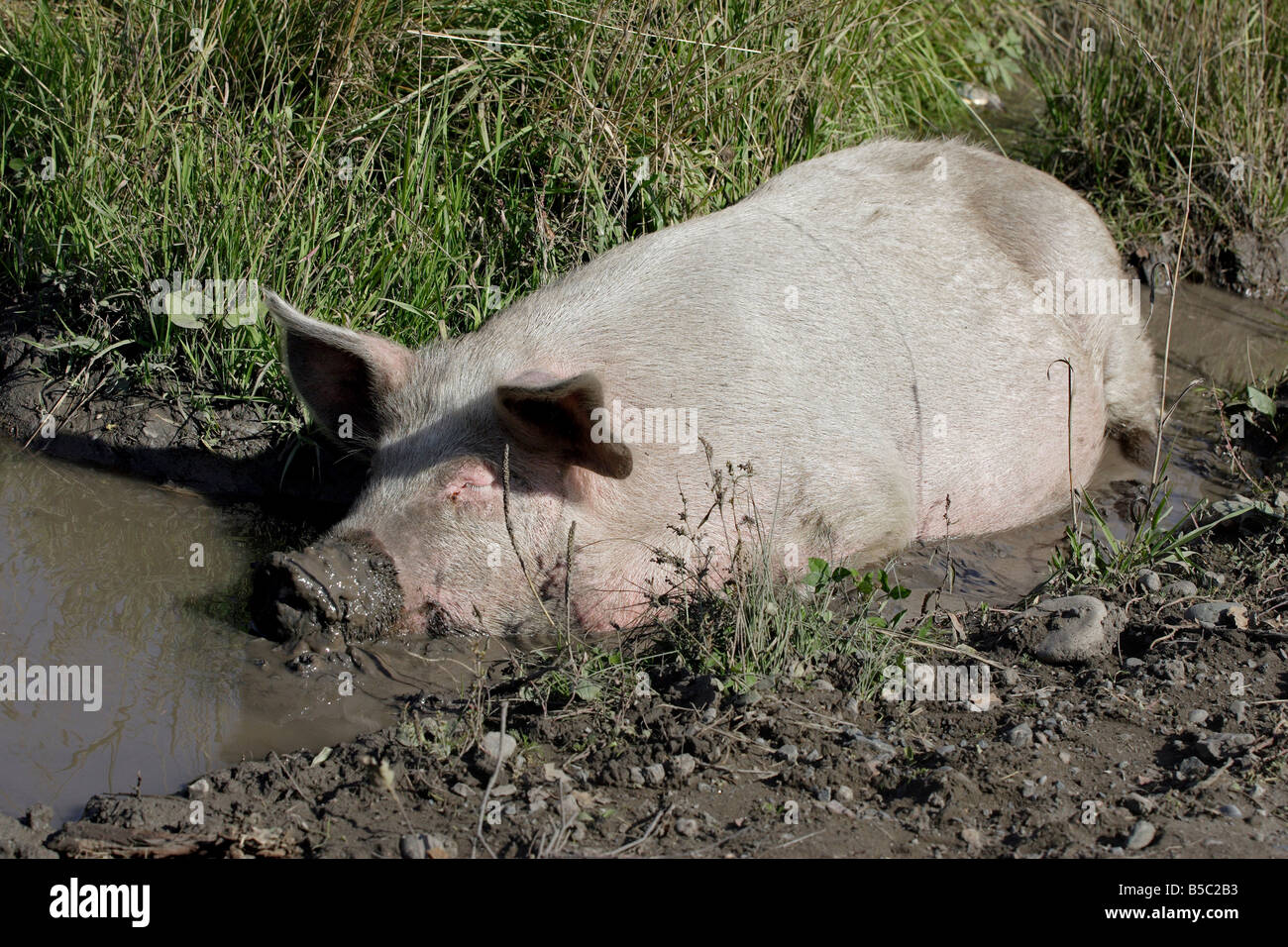 Pig Wallowing in Mud Kazakhstan Stock Photo - Alamy