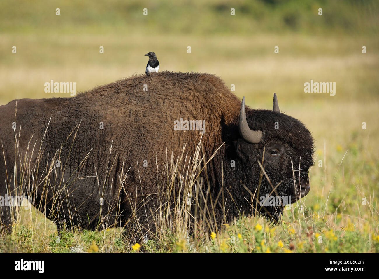 Bison bird hi-res stock photography and images - Alamy