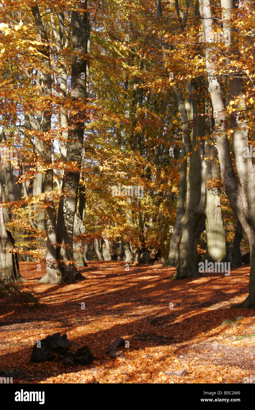 Pollarded beech tree hi-res stock photography and images - Alamy