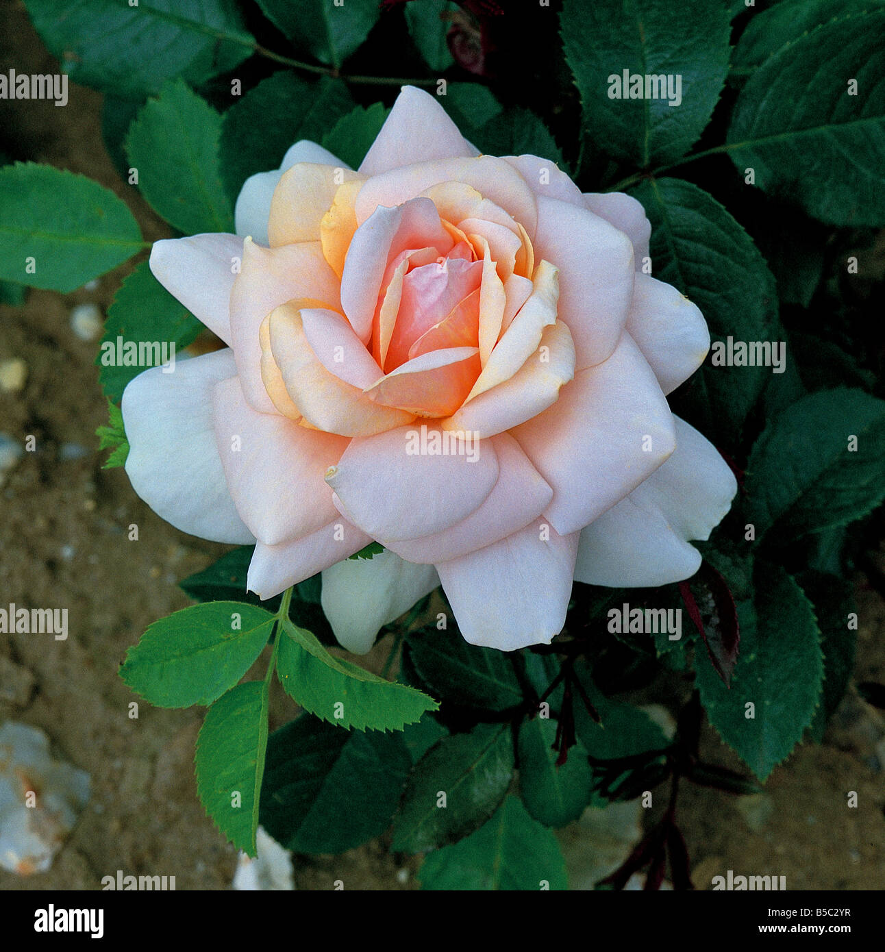 A flowering Rosa 'Champagne Moment' Stock Photo - Alamy