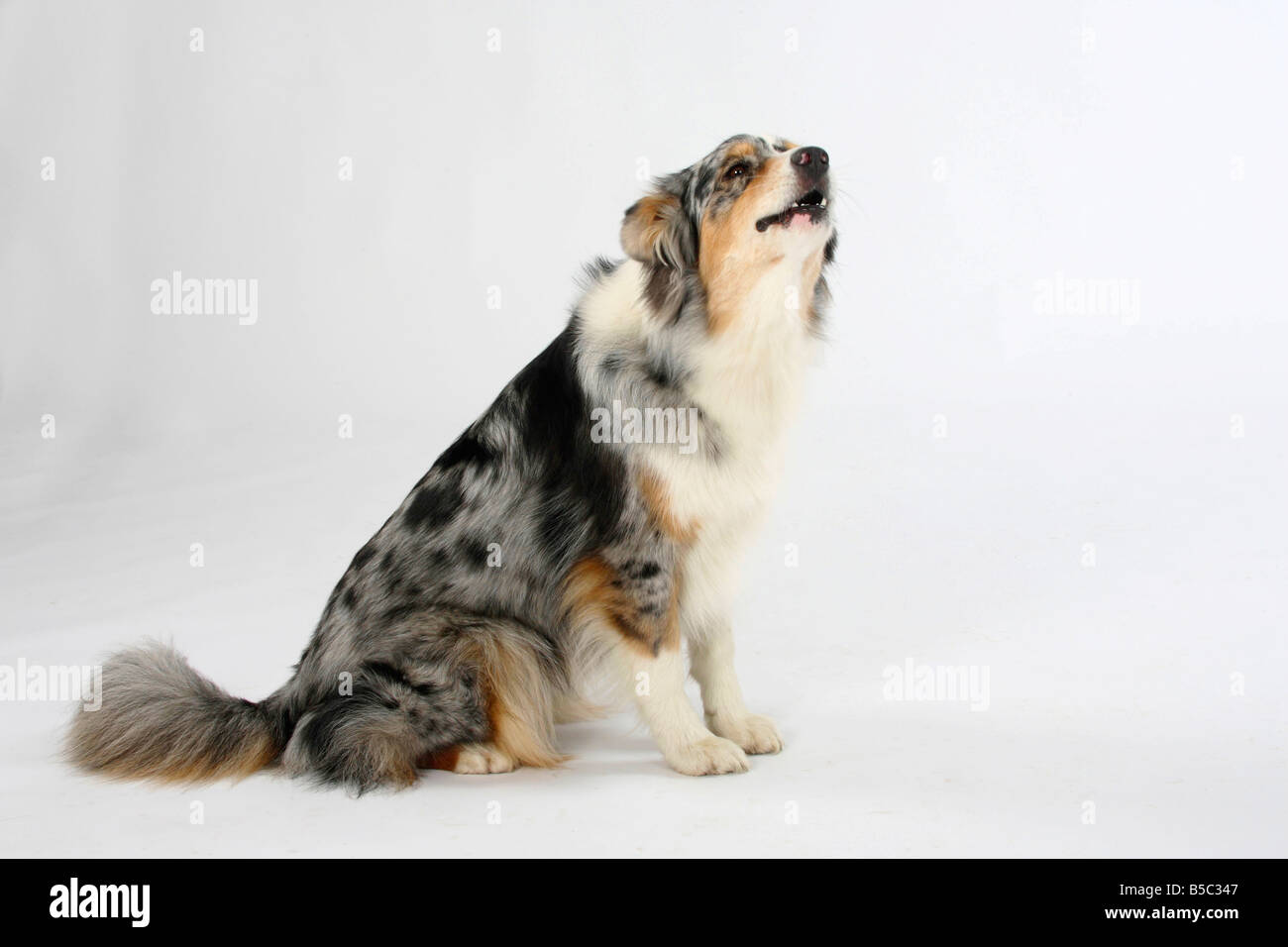Australian Shepherd blue merle side Stock Photo - Alamy