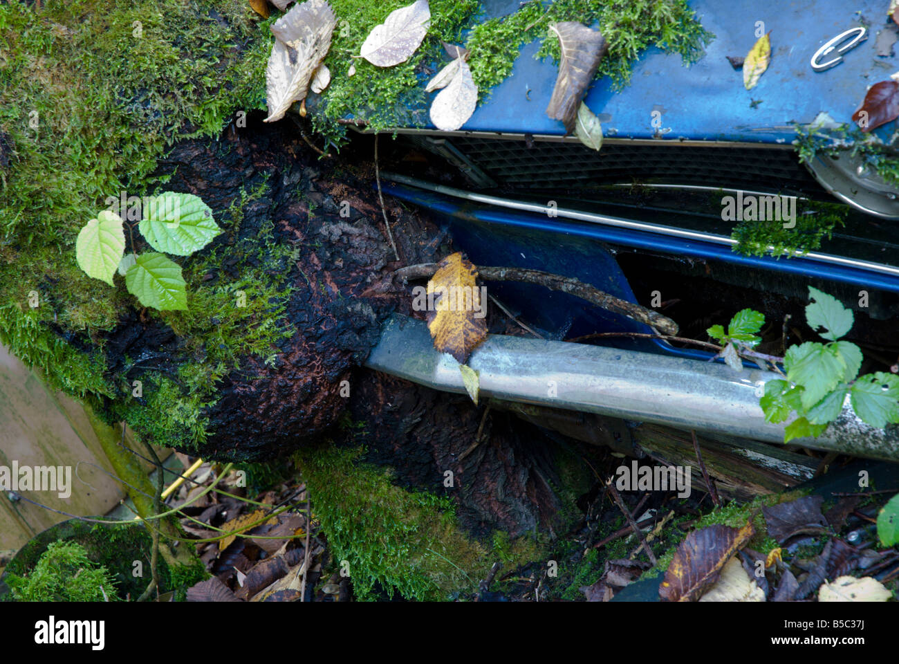 A tree grows around the fender of a car in a junkyard Autofriedhof ...