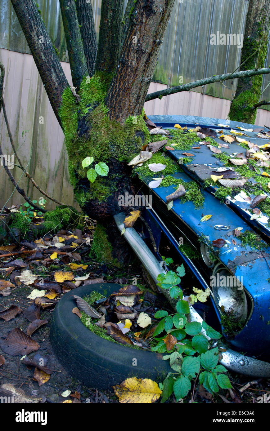 A tree grows around the fender of a car in a junkyard Autofriedhof ...