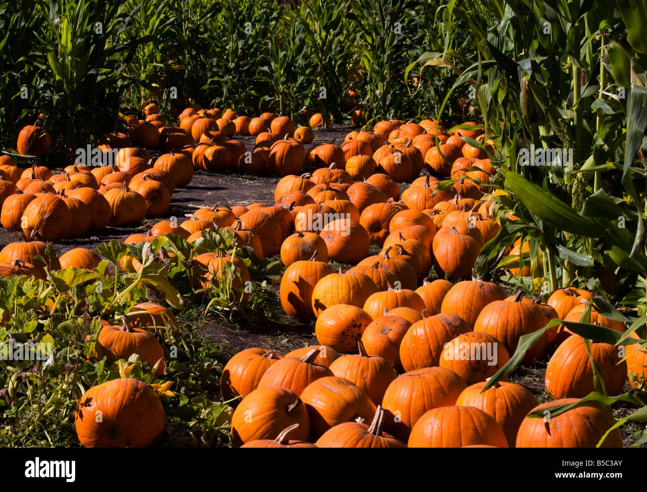 Corn stalks with pumpkins hi-res stock photography and images - Alamy