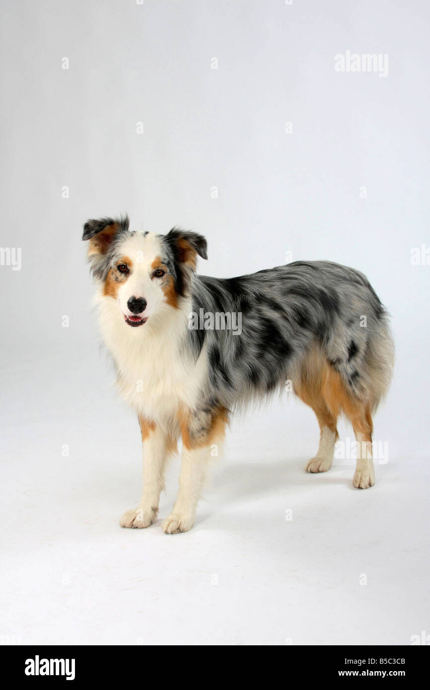 Australian Shepherd blue merle Stock Photo - Alamy
