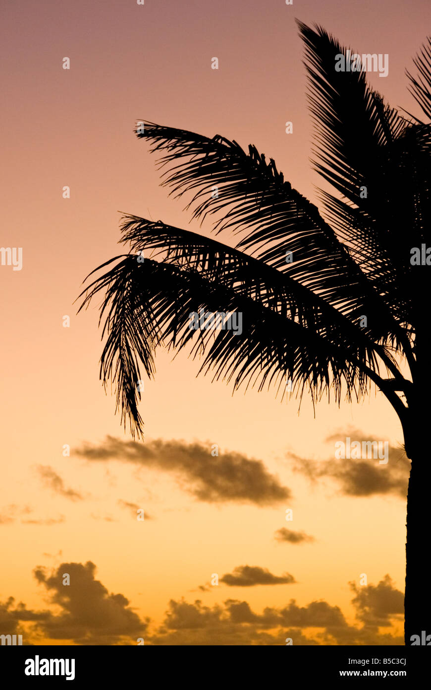 half of palm tree silhouetted against a beautiful sunset Stock Photo ...