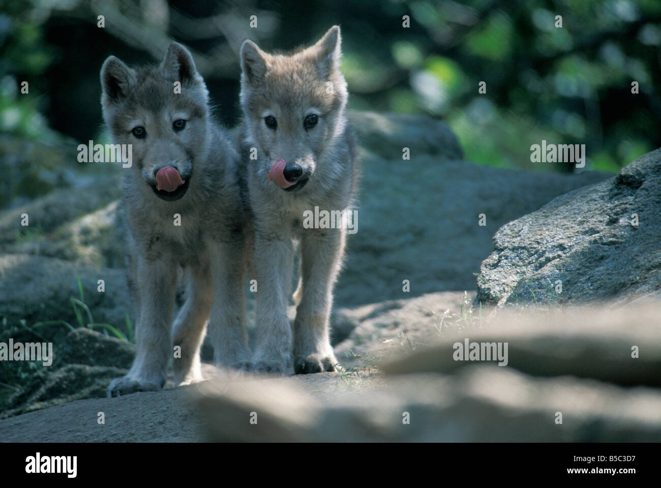 Arctic wolf pup hi-res stock photography and images - Alamy
