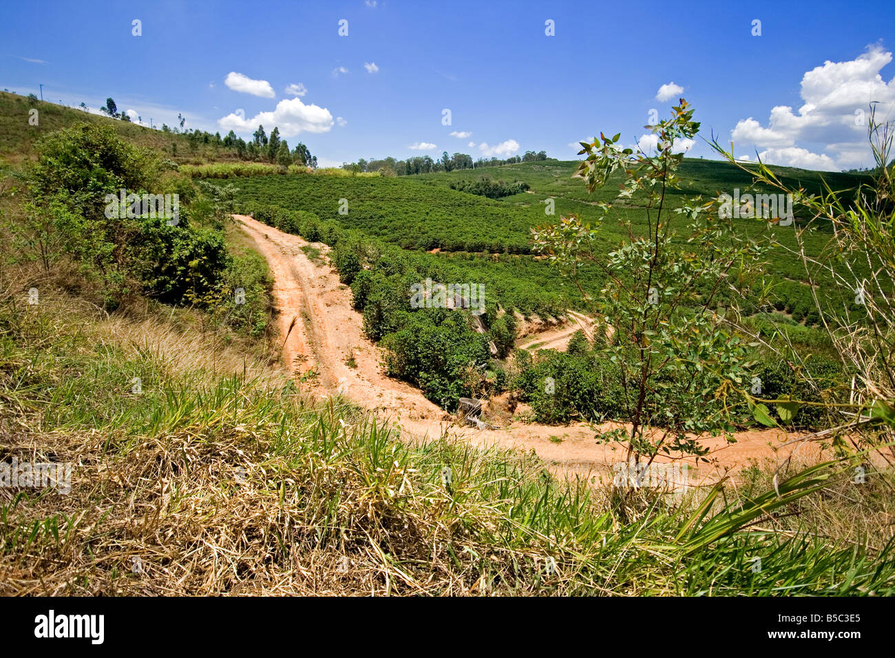Coffee Plantation Brazil Stock Photos & Coffee Plantation Brazil Stock ...