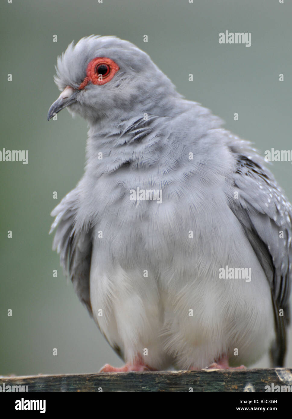 Diamond dove hi-res stock photography and images - Alamy
