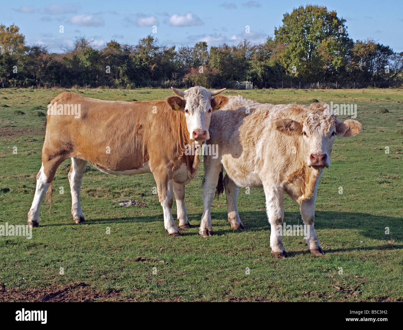 Two cows in a field Stock Photo - Alamy