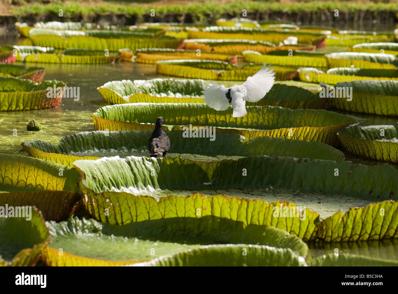 White dove taking off from giant lilly while a black dove looks on ...