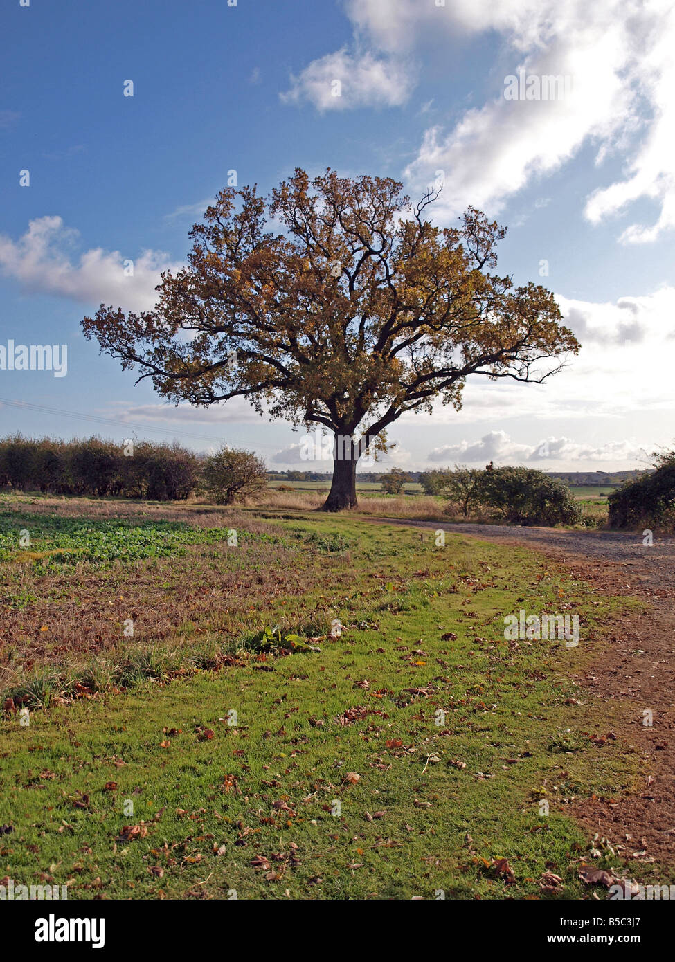 Hedge oak trees hi-res stock photography and images - Alamy