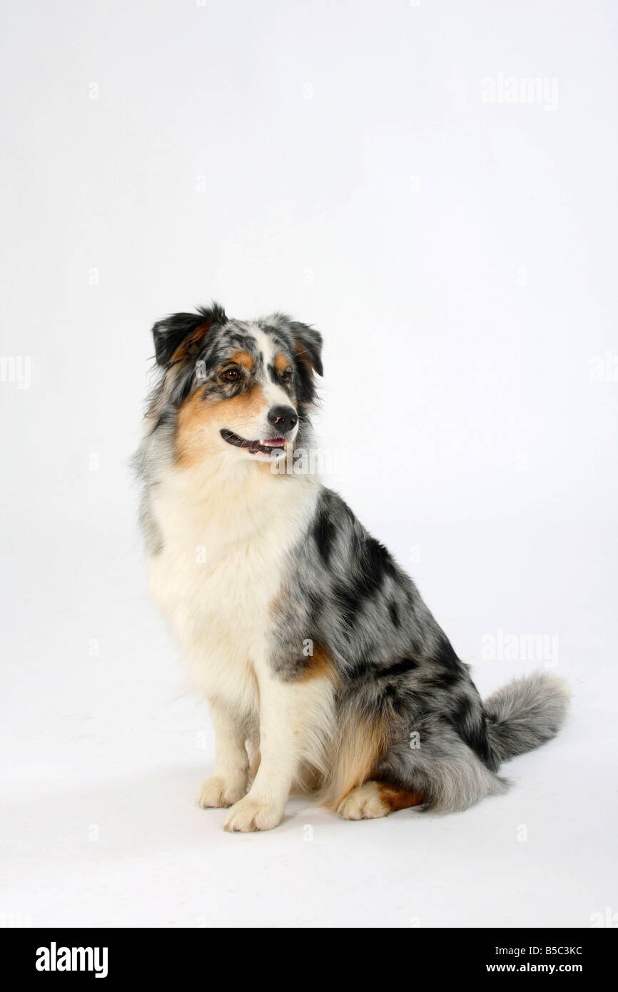 Australian Shepherd blue merle Stock Photo - Alamy