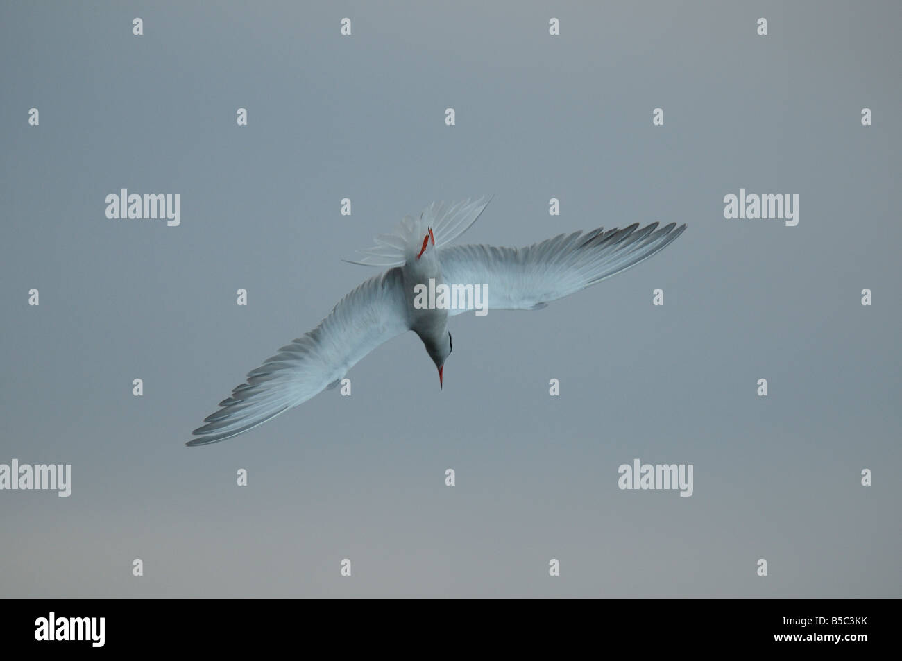 Common tern diving hi-res stock photography and images - Alamy