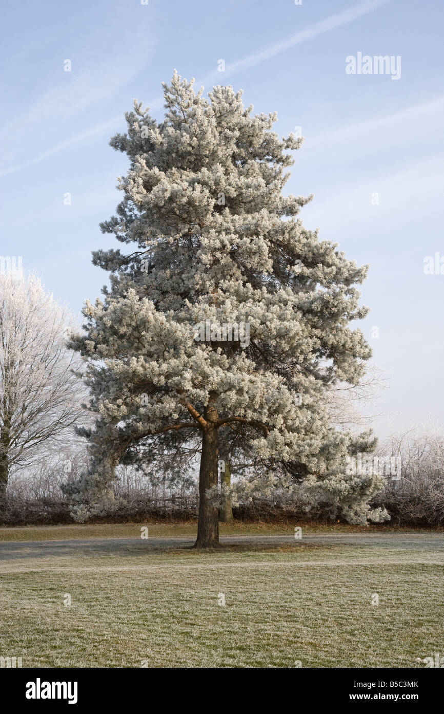 frost on a tree Stock Photo - Alamy