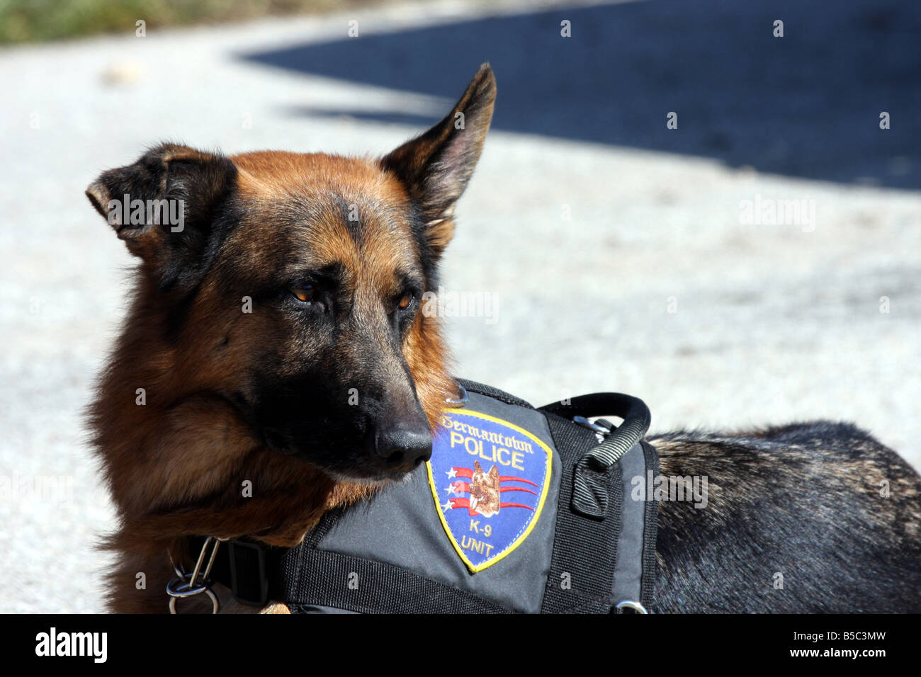 K 9 officer Bosco the German Shepherd dog that sniffs for drugs ...