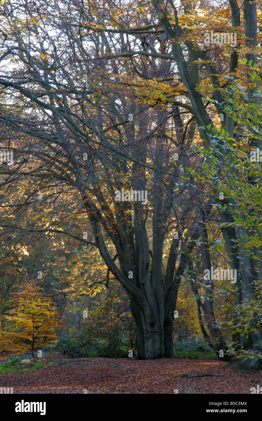 Pollarded Beech Trees Fagus sylvatica in Autumn Taken November Epping ...