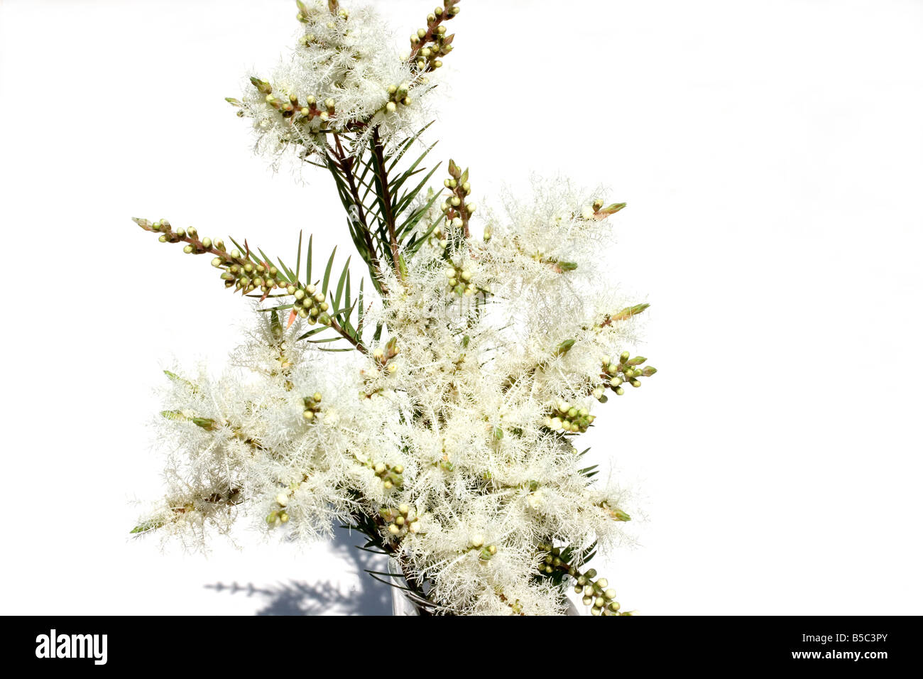 Tea tree hi-res stock photography and images - Alamy