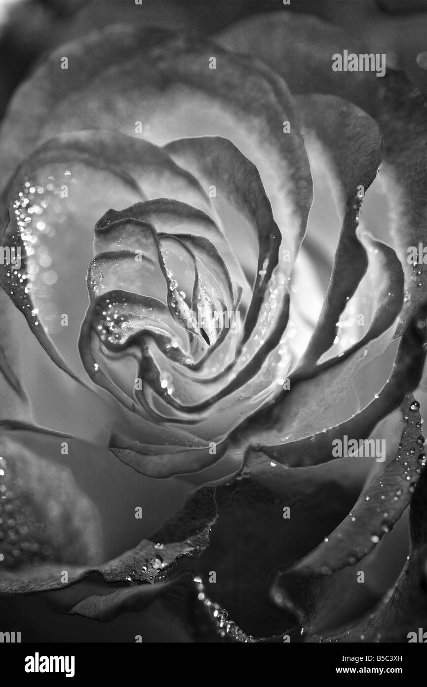 Rose core black and white Stock Photo - Alamy