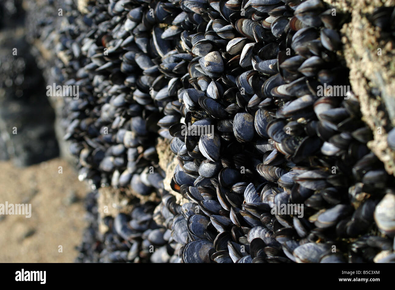mussels clinging to a rock Cornwall UK Stock Photo - Alamy