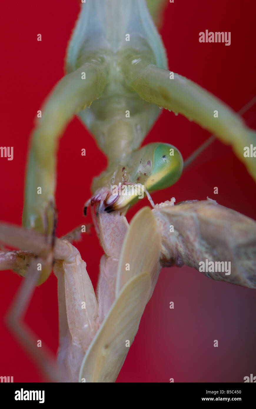Praying mantis eats mate Stock Photo - Alamy
