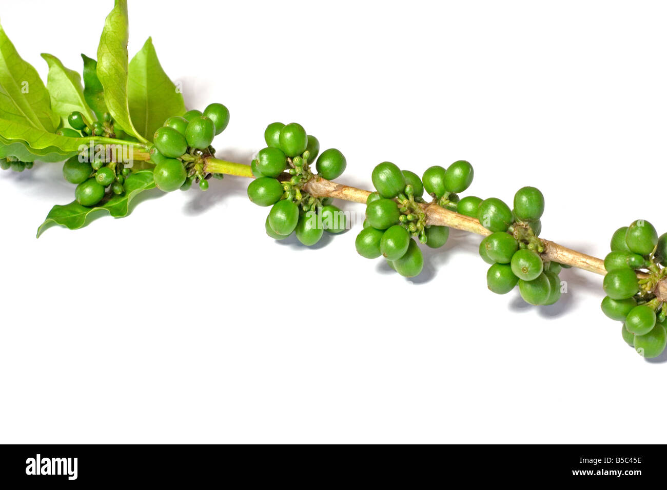 Green coffee cherries on white background Stock Photo - Alamy