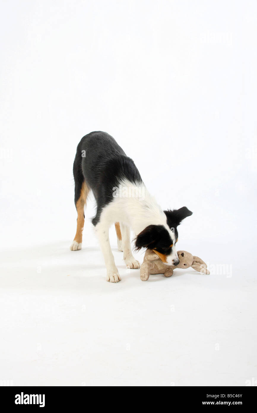 Mixed Breed Dog with cuddle toy Stock Photo - Alamy