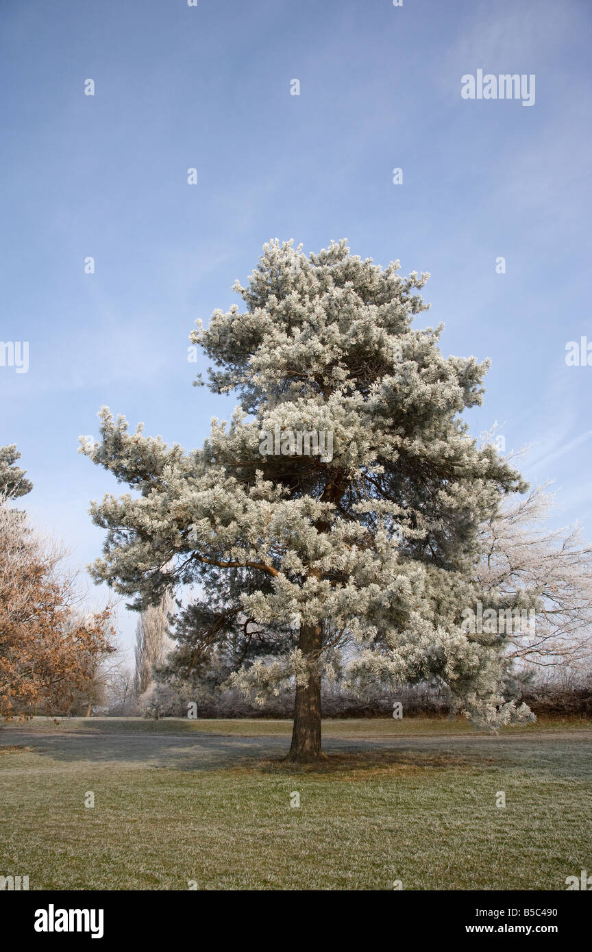Frost oak tree hi-res stock photography and images - Alamy